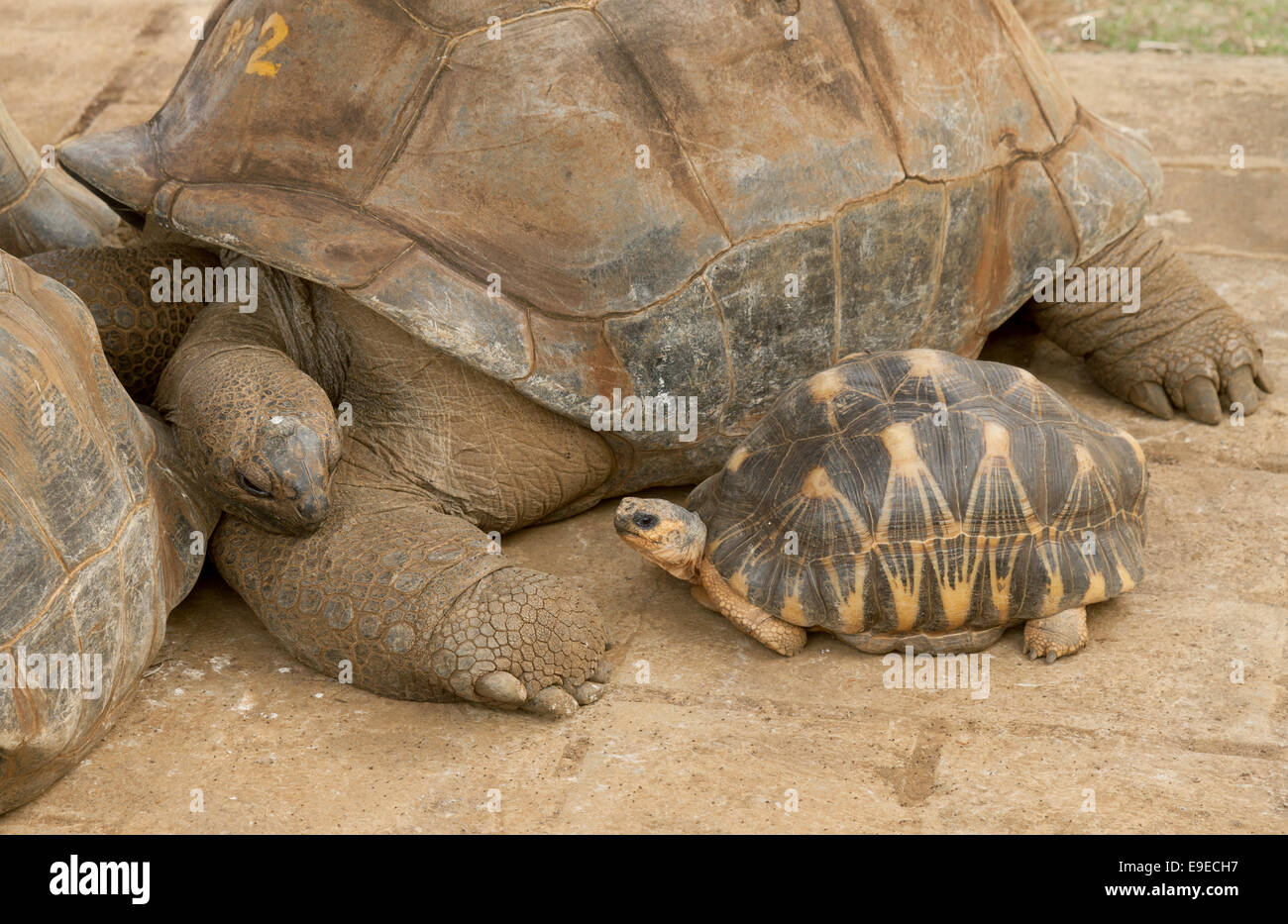 Reptiles of mauritius hi-res stock photography and images - Alamy