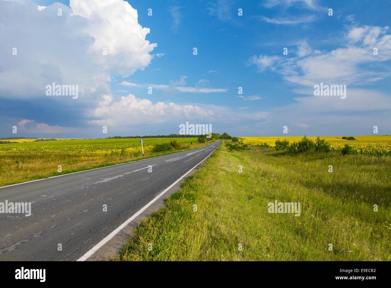 Road through the yellow sunflower field in sunny day Stock Photo - Alamy