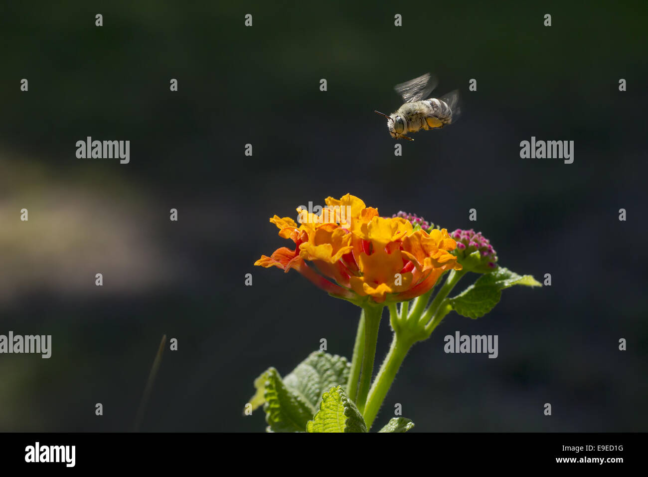 Southeastern blueberry bee hi-res stock photography and images - Alamy