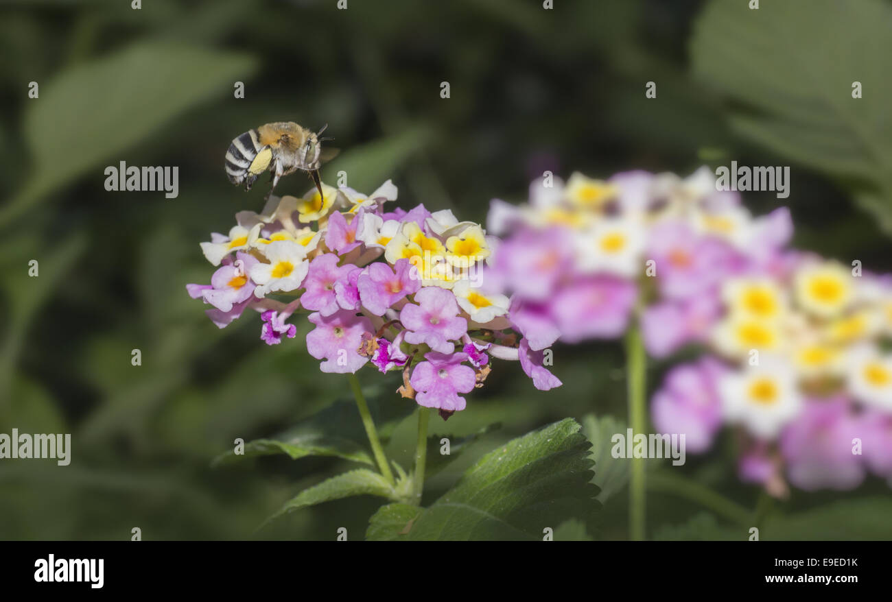 The southeastern blueberry bee, Habropoda laboriosa Stock Photo - Alamy