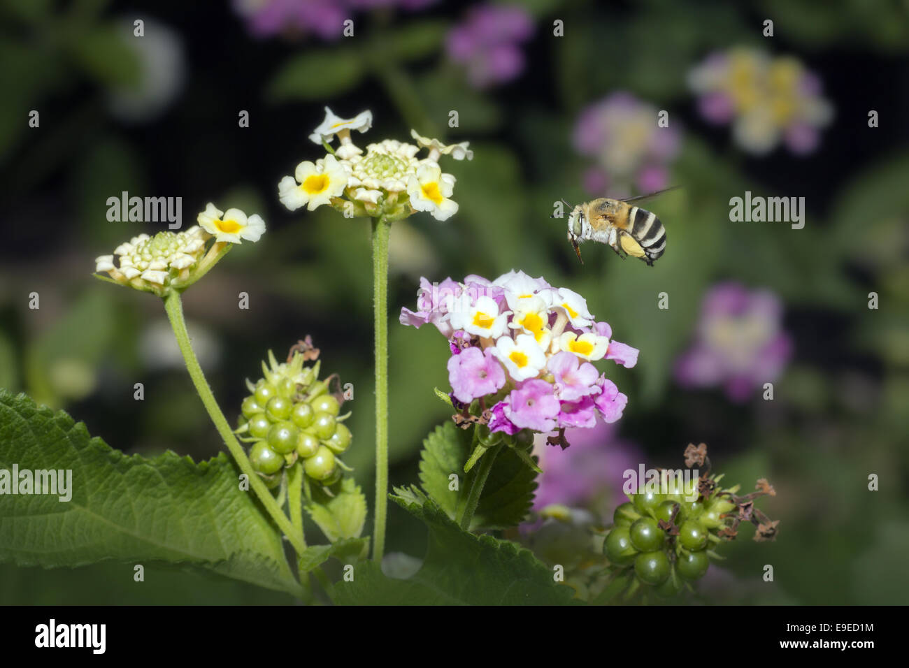 The southeastern blueberry bee, Habropoda laboriosa Stock Photo - Alamy