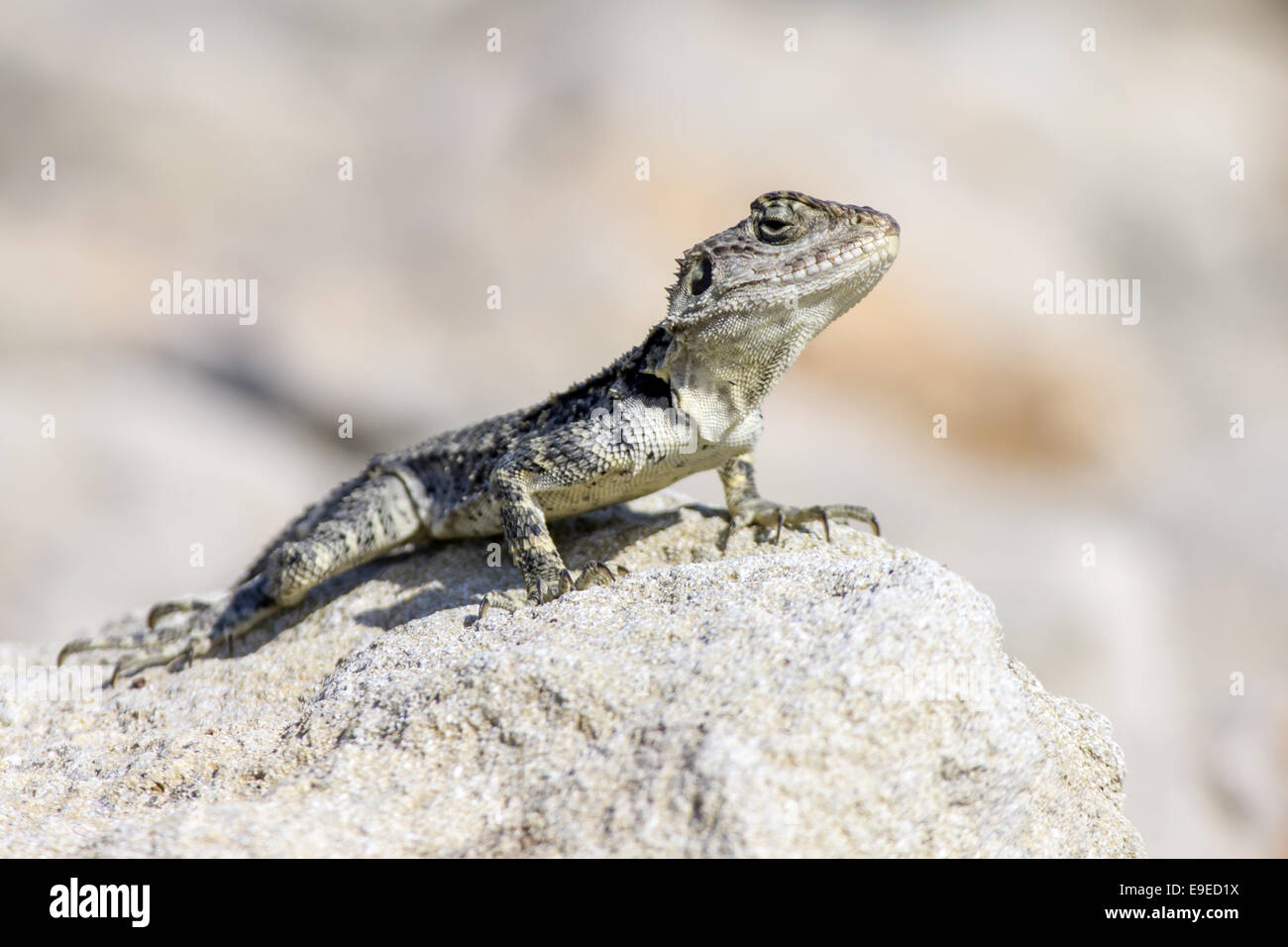 The common Agama, (Agama, agama Stock Photo - Alamy