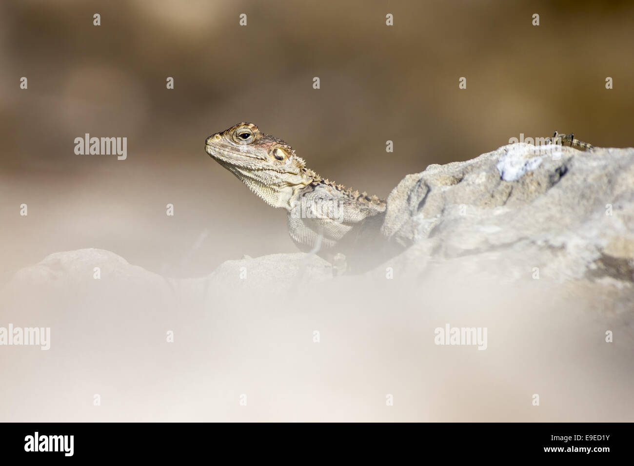 Cyprus rock agama hi-res stock photography and images - Alamy
