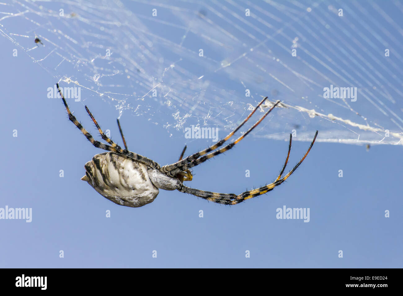 Portrait of a spider Stock Photo - Alamy