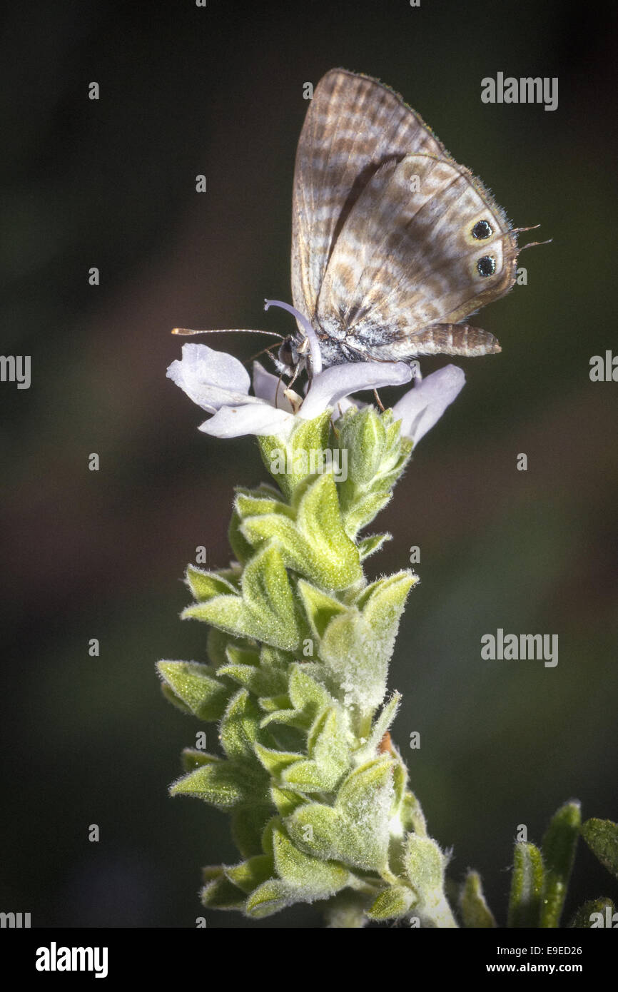 The Long-tailed blue , Lampides boeticus Stock Photo - Alamy