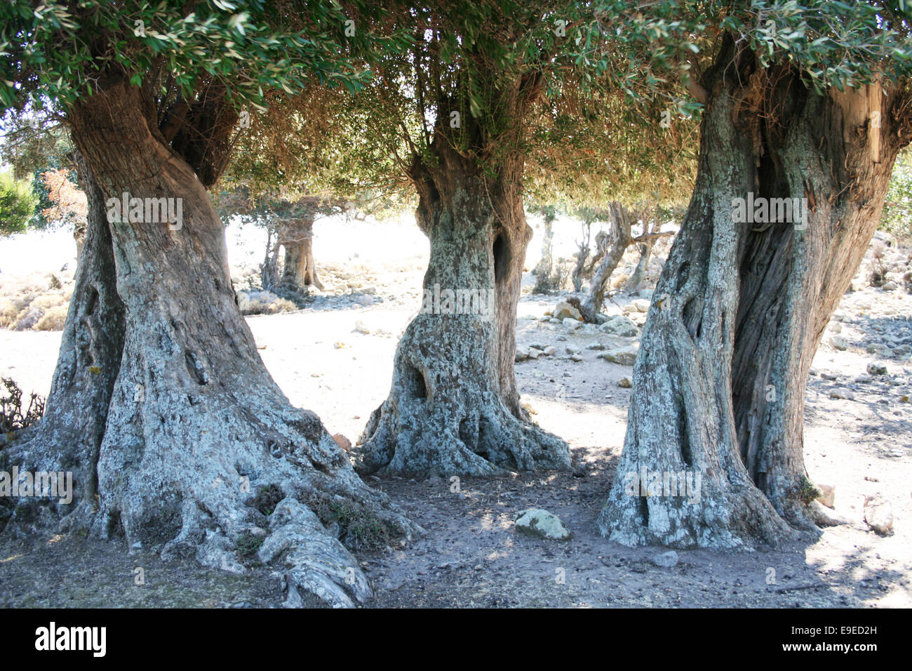 Centennial Olive Trees in Imbros Island,Turkey Stock Photo - Alamy