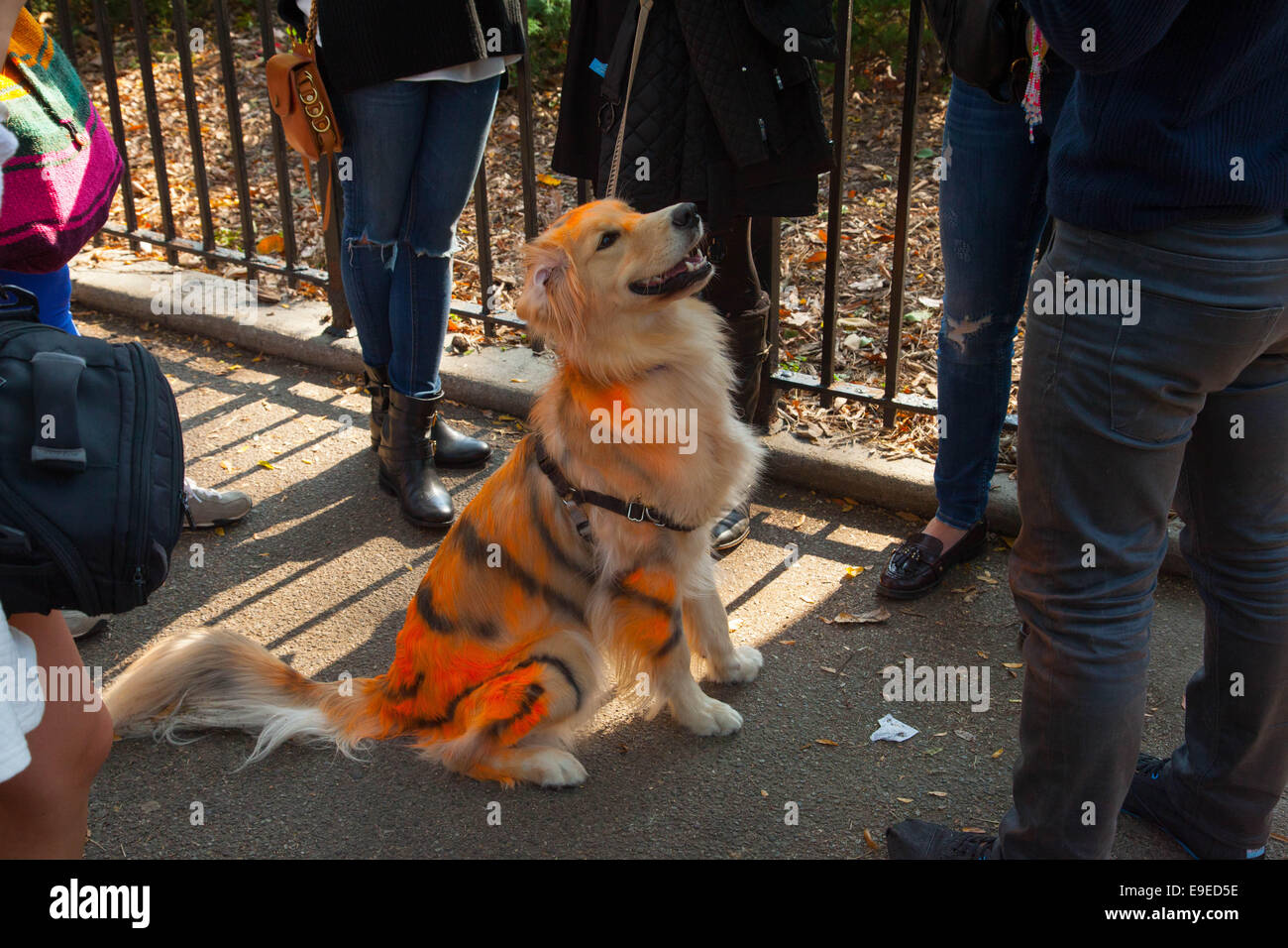 New York, USA. 25th Oct, 2014. Scenes from The 24th Annual Tompkins ...