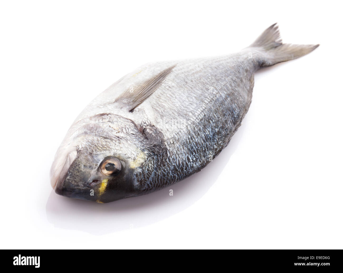 Fresh dorado fish. Isolated on white background Stock Photo - Alamy