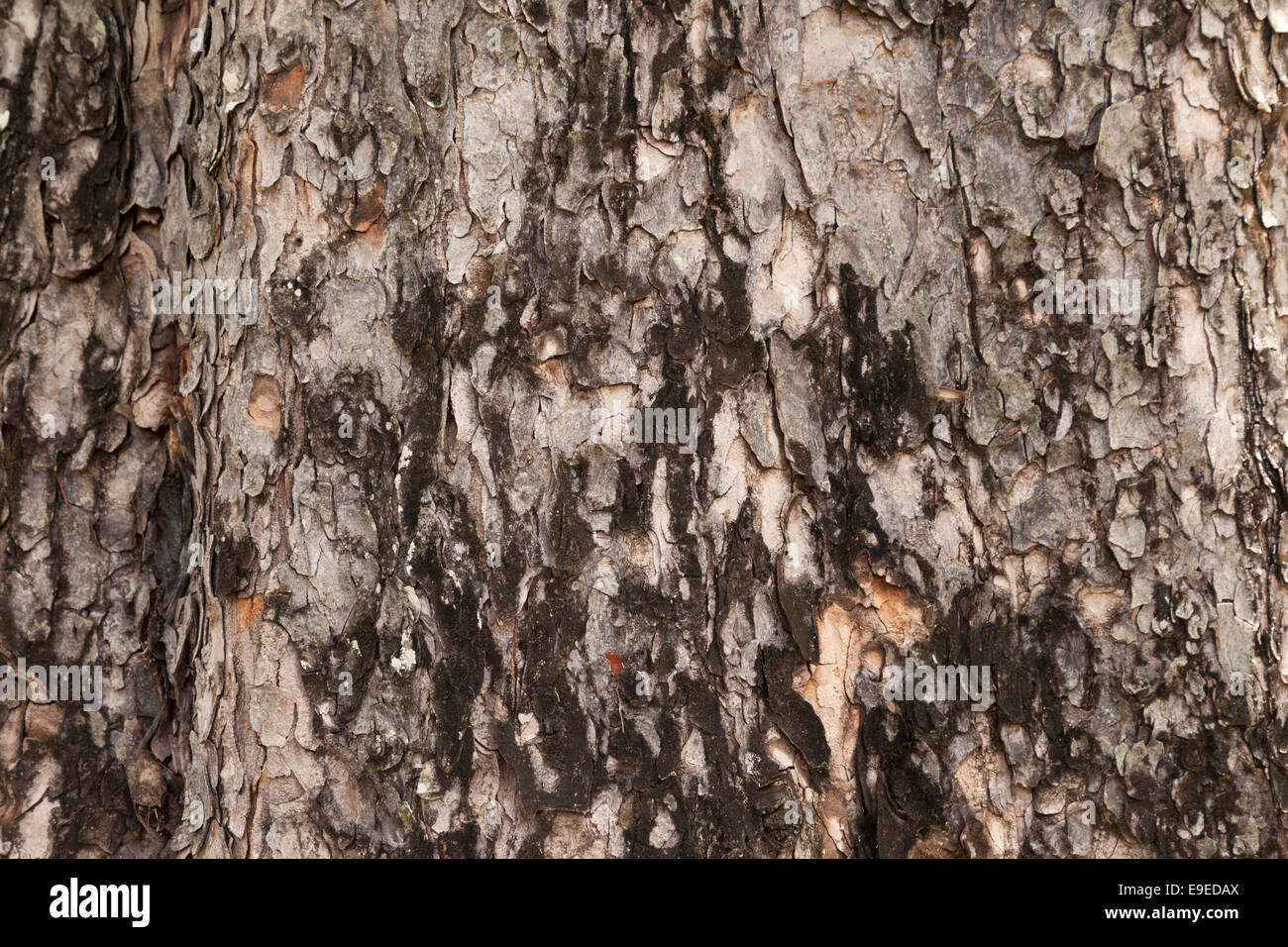Close up of bark, the West Indian Mahogany tree, Swietenia mahagoni ...