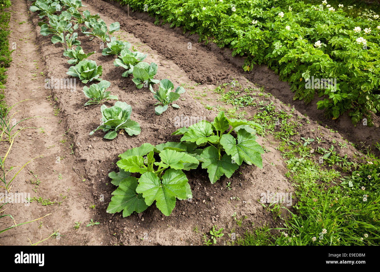Vegetables growing at the garden in summer day Stock Photo - Alamy