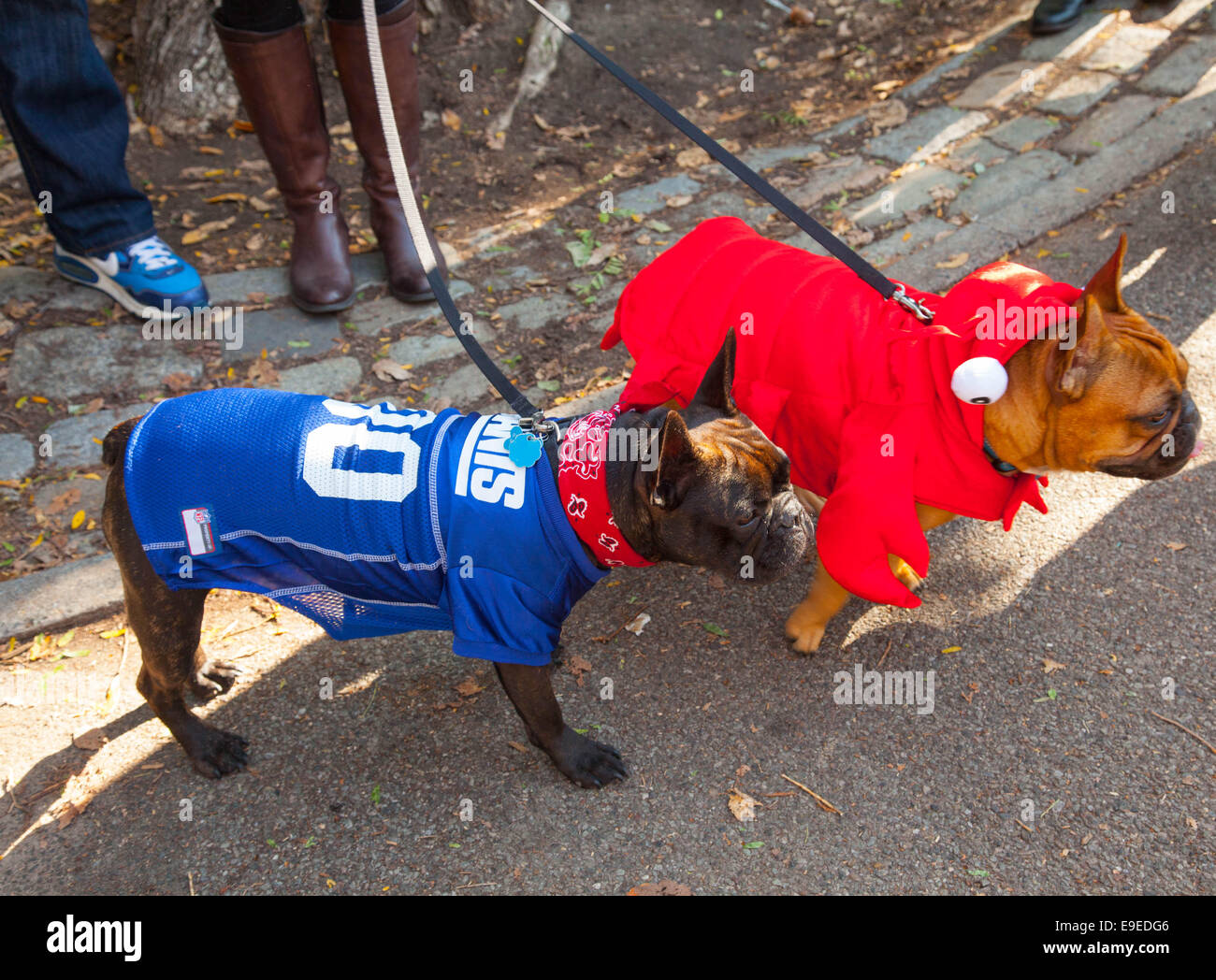 New York, USA. 25th Oct, 2014. Scenes from The 24th Annual Tompkins ...