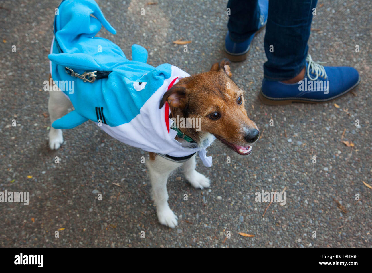 New York, USA. 25th Oct, 2014. Scenes from The 24th Annual Tompkins ...