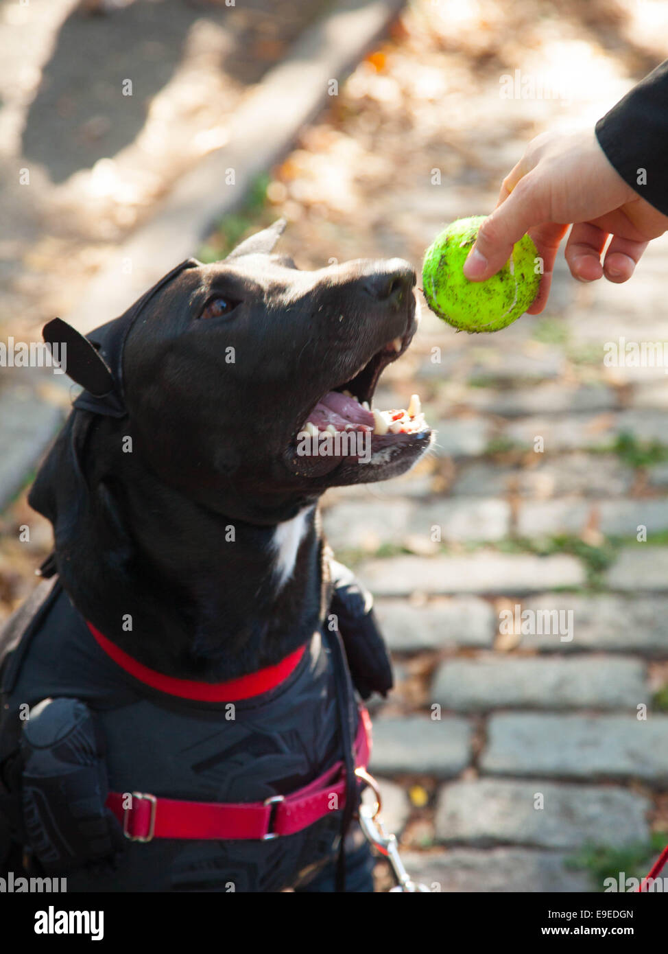 New York, USA. 25th Oct, 2014. Scenes from The 24th Annual Tompkins ...