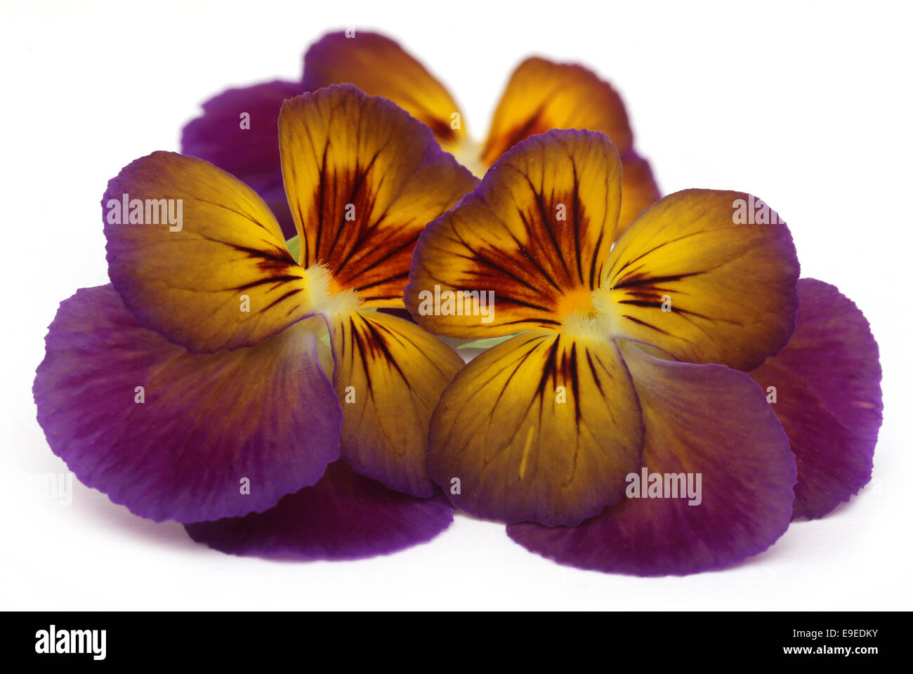 Viola flower over white background Stock Photo - Alamy