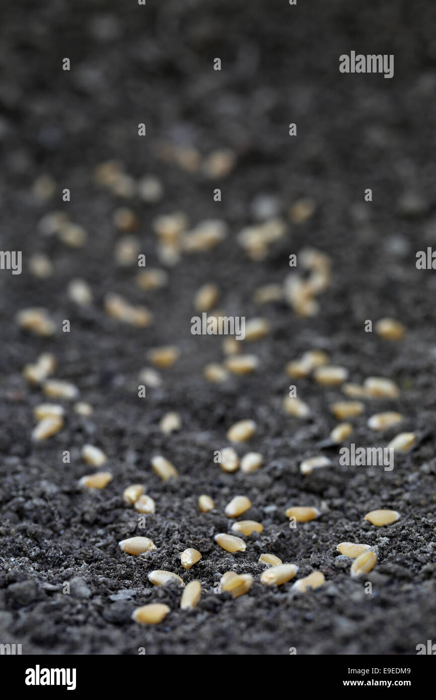 Wheat soil hi-res stock photography and images - Alamy