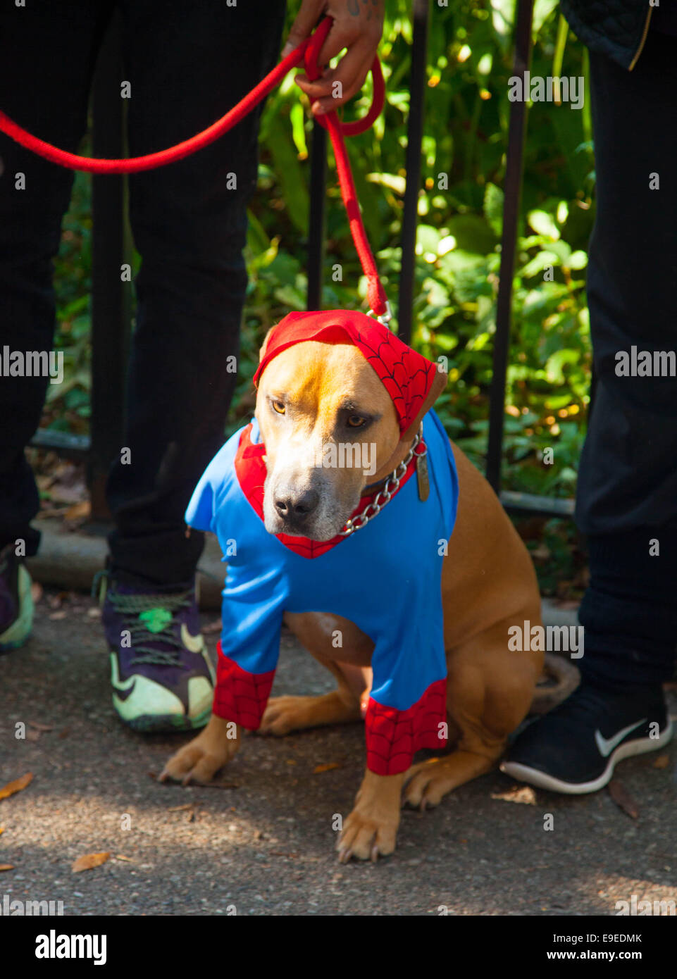 New York, USA. 25th Oct, 2014. Scenes from The 24th Annual Tompkins ...