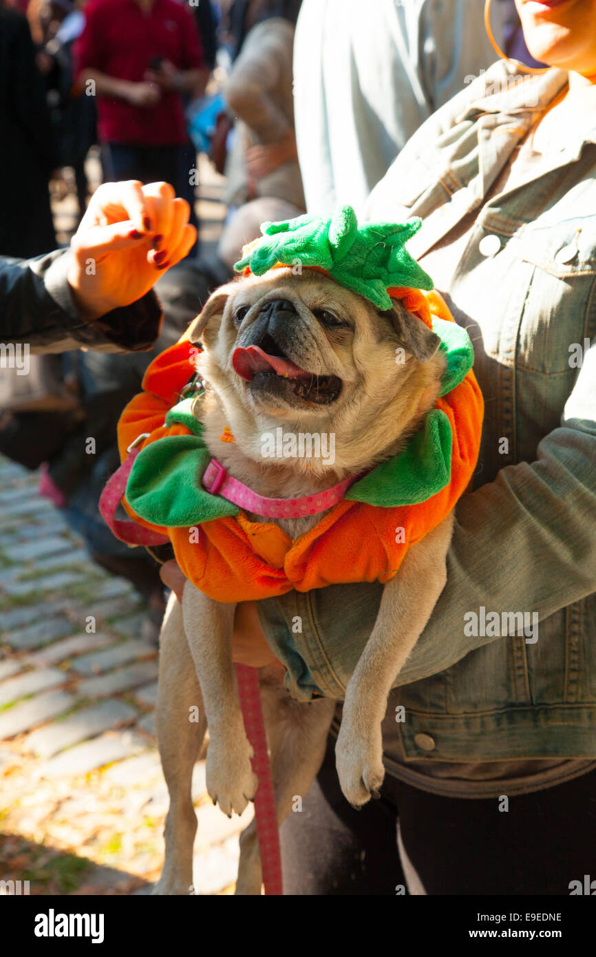 New York, USA. 25th Oct, 2014. Scenes from The 24th Annual Tompkins ...