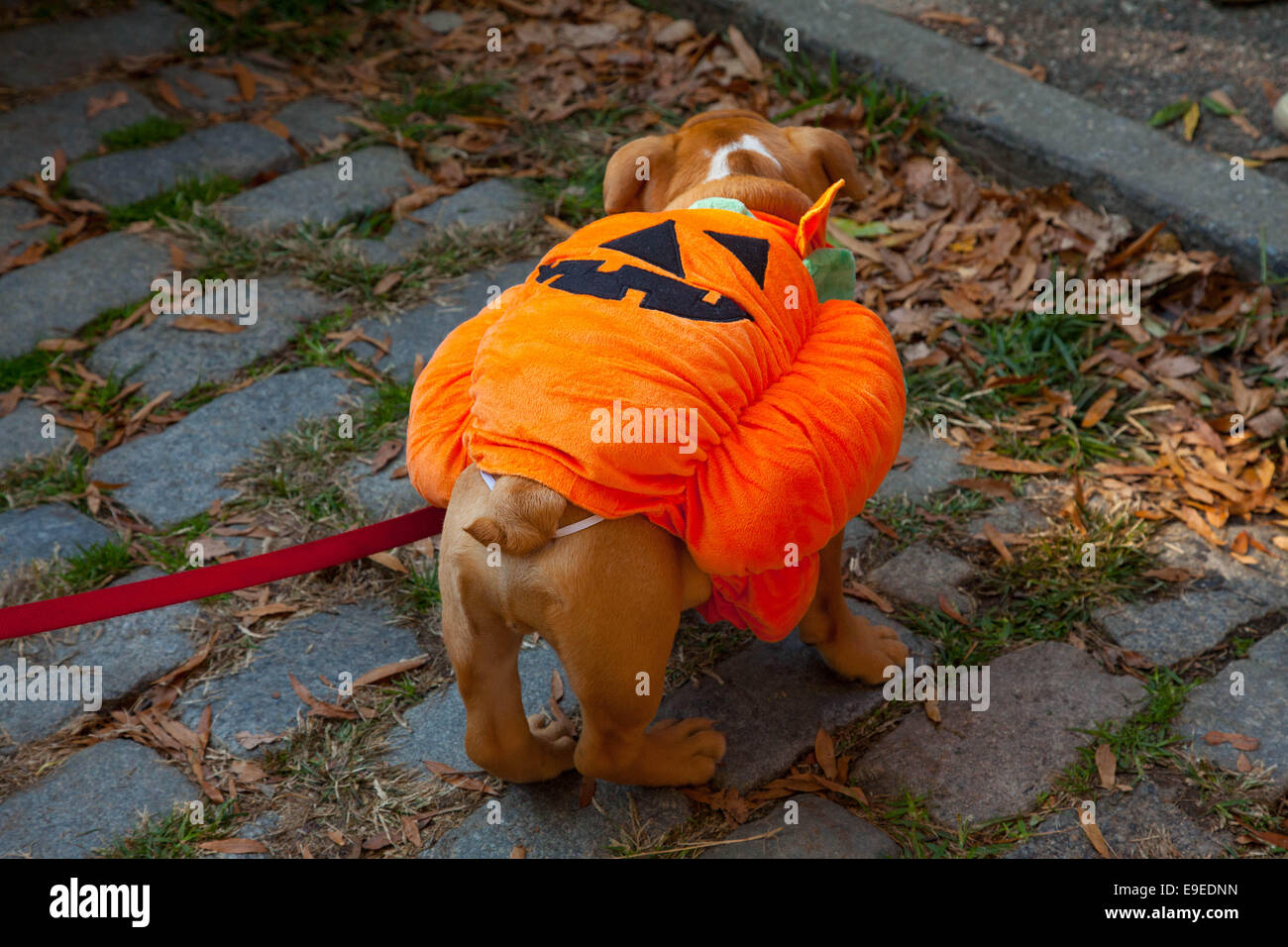 New York, USA. 25th Oct, 2014. Scenes from The 24th Annual Tompkins ...