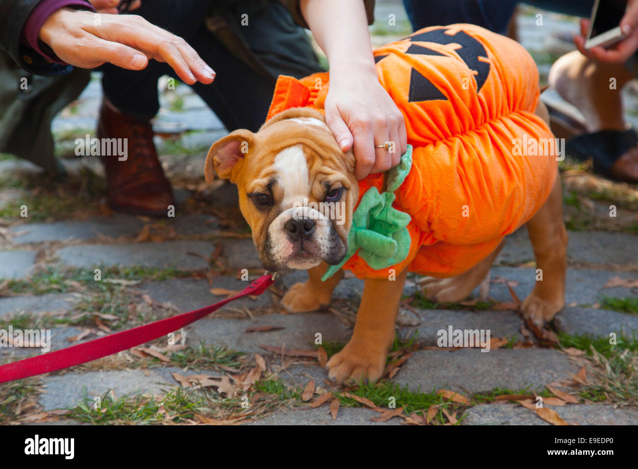 New York, USA. 25th Oct, 2014. Scenes from The 24th Annual Tompkins ...