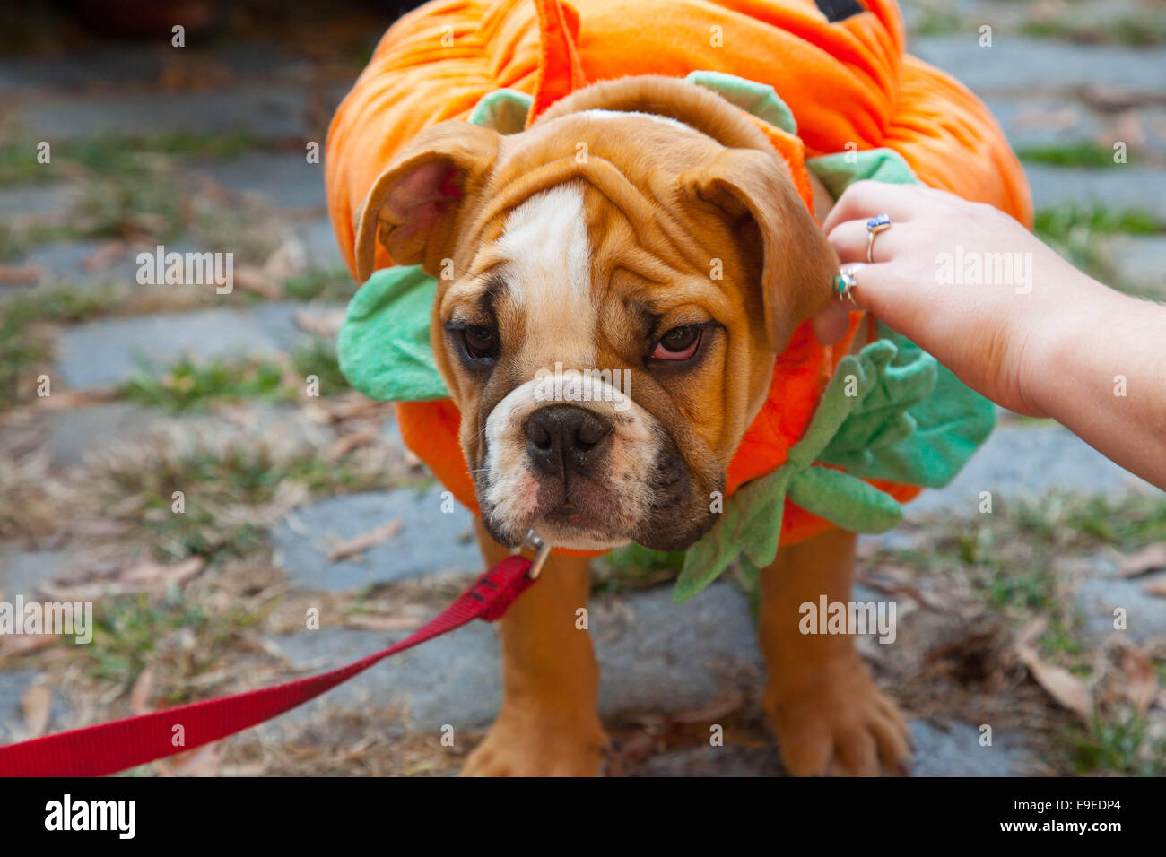 New York, USA. 25th Oct, 2014. Scenes from The 24th Annual Tompkins ...