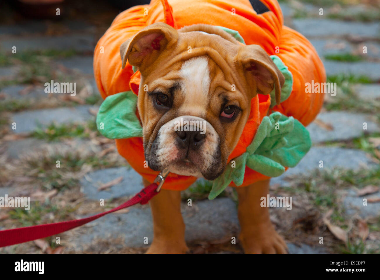 New York, USA. 25th Oct, 2014. Scenes from The 24th Annual Tompkins ...