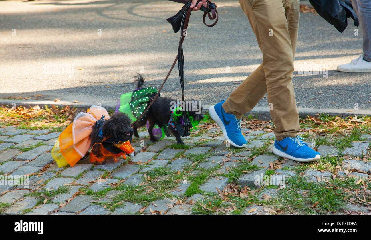 New York, USA. 25th Oct, 2014. Scenes from The 24th Annual Tompkins ...