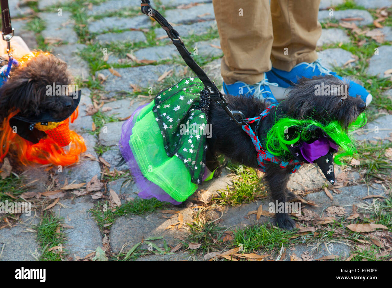 New York, USA. 25th Oct, 2014. Scenes from The 24th Annual Tompkins ...