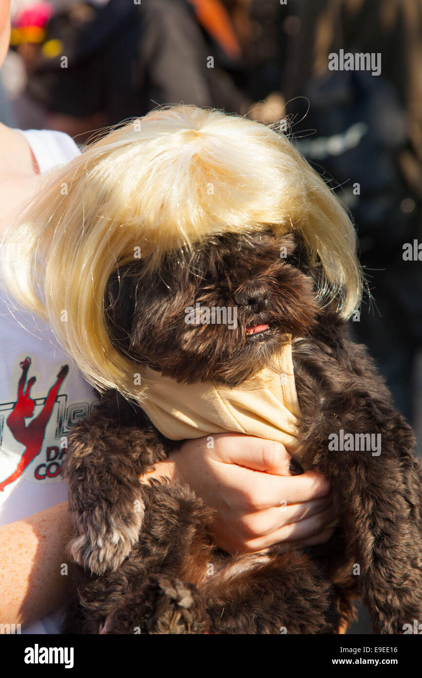 New York, USA. 25th Oct, 2014. Scenes from The 24th Annual Tompkins ...