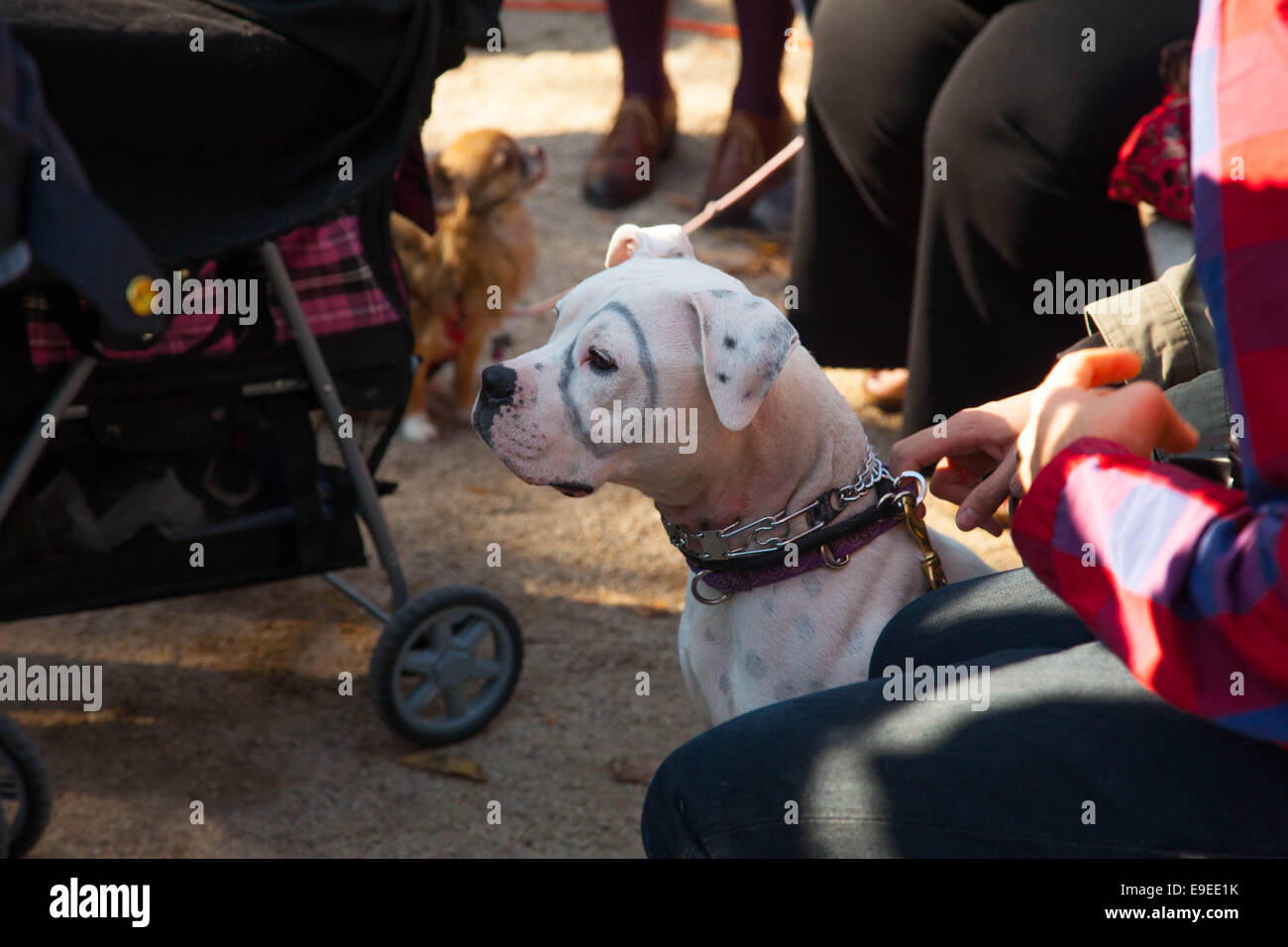 New York, USA. 25th Oct, 2014. Scenes from The 24th Annual Tompkins ...