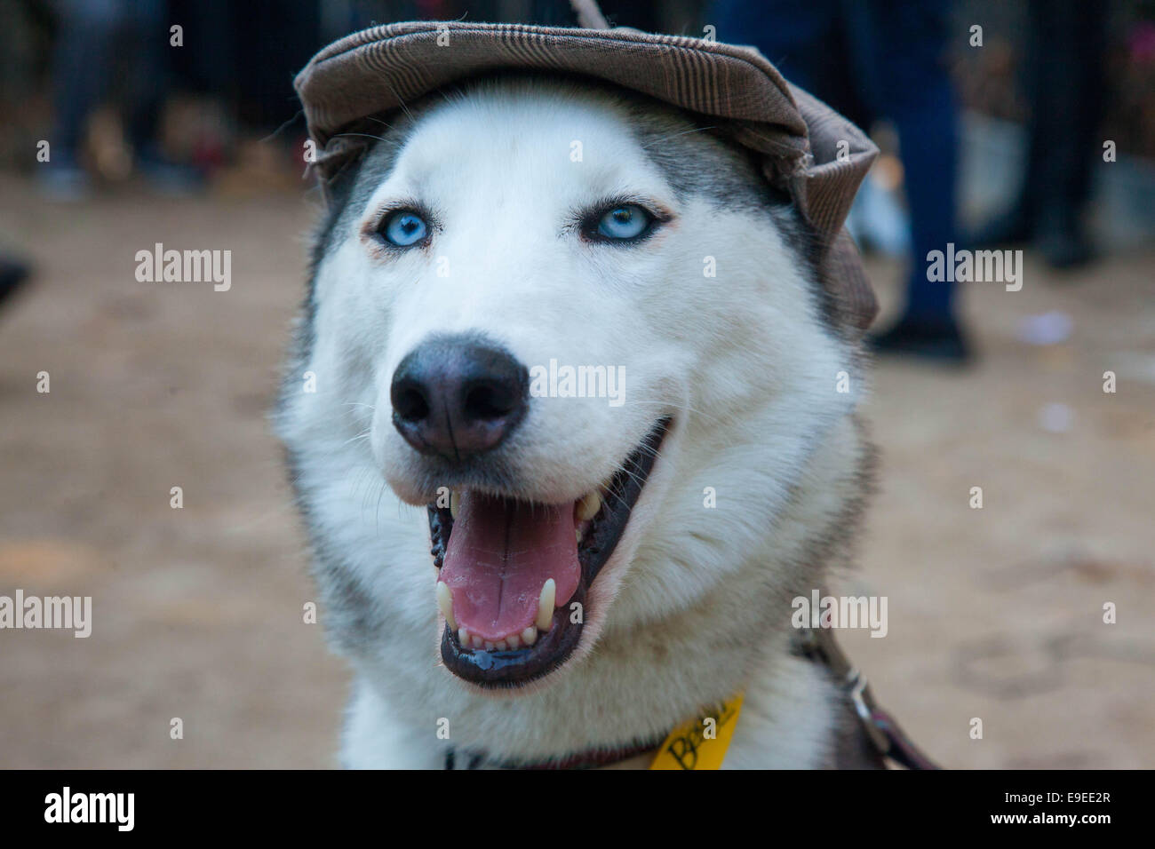 New York, USA. 25th Oct, 2014. Scenes from The 24th Annual Tompkins ...