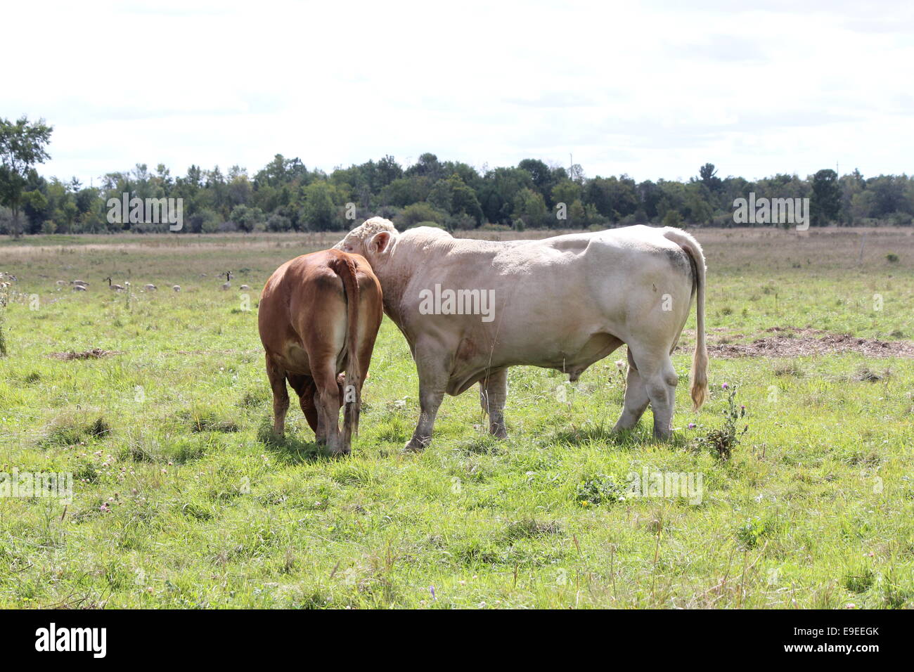 Cow neck hi-res stock photography and images - Alamy