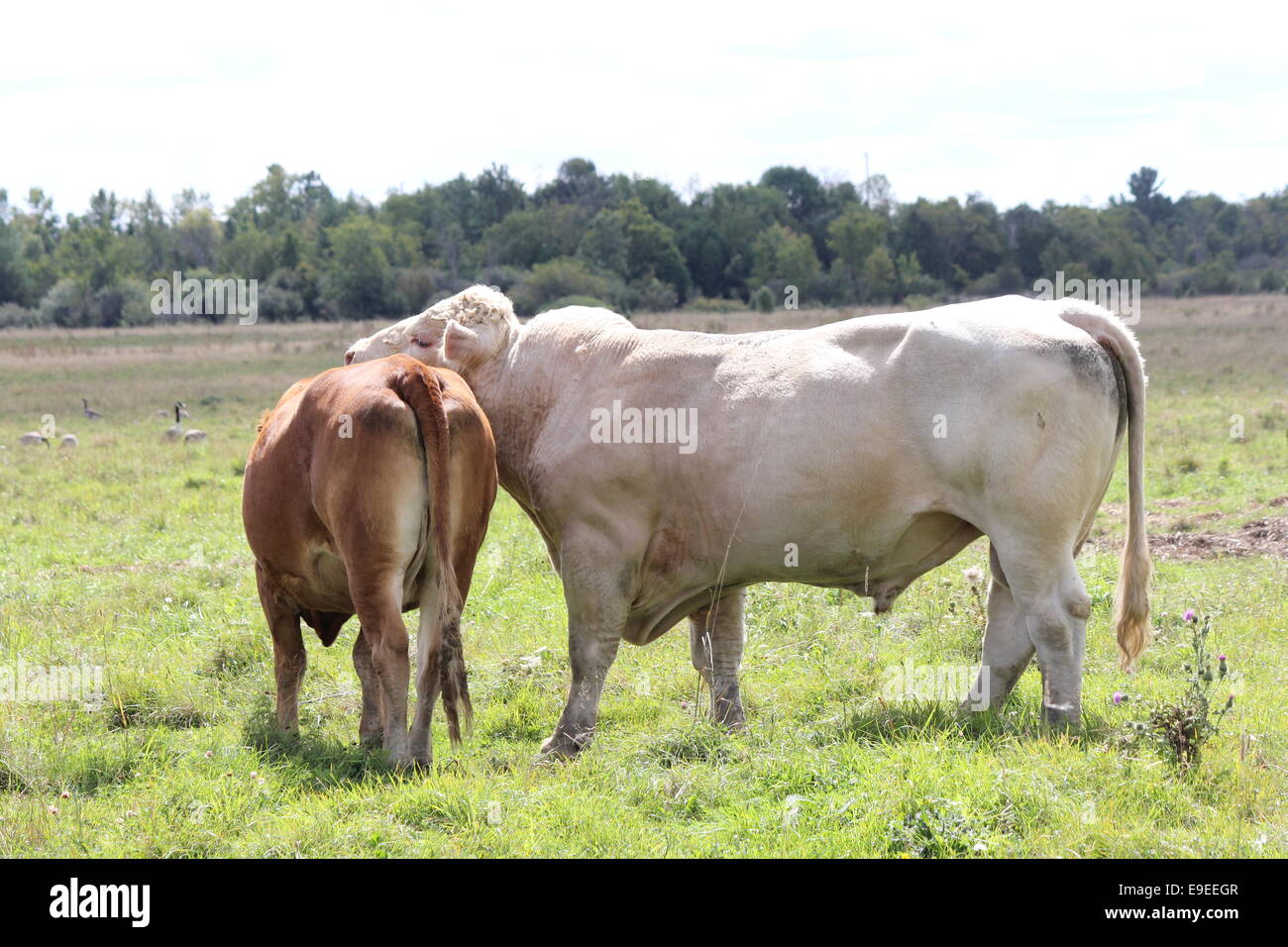 Bull neck hi-res stock photography and images - Alamy