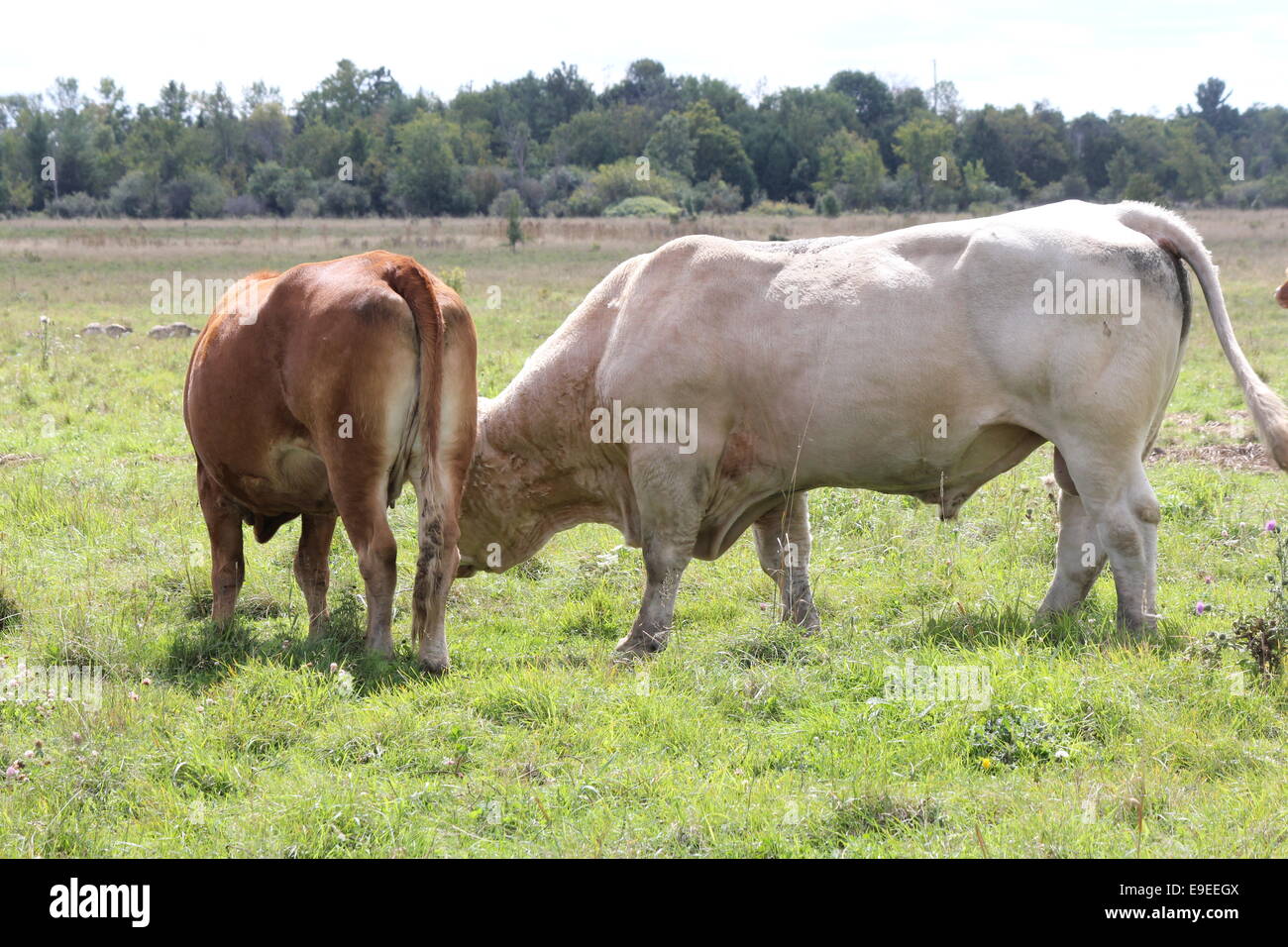 Bull and cow standing close to each other in a small field Stock Photo ...