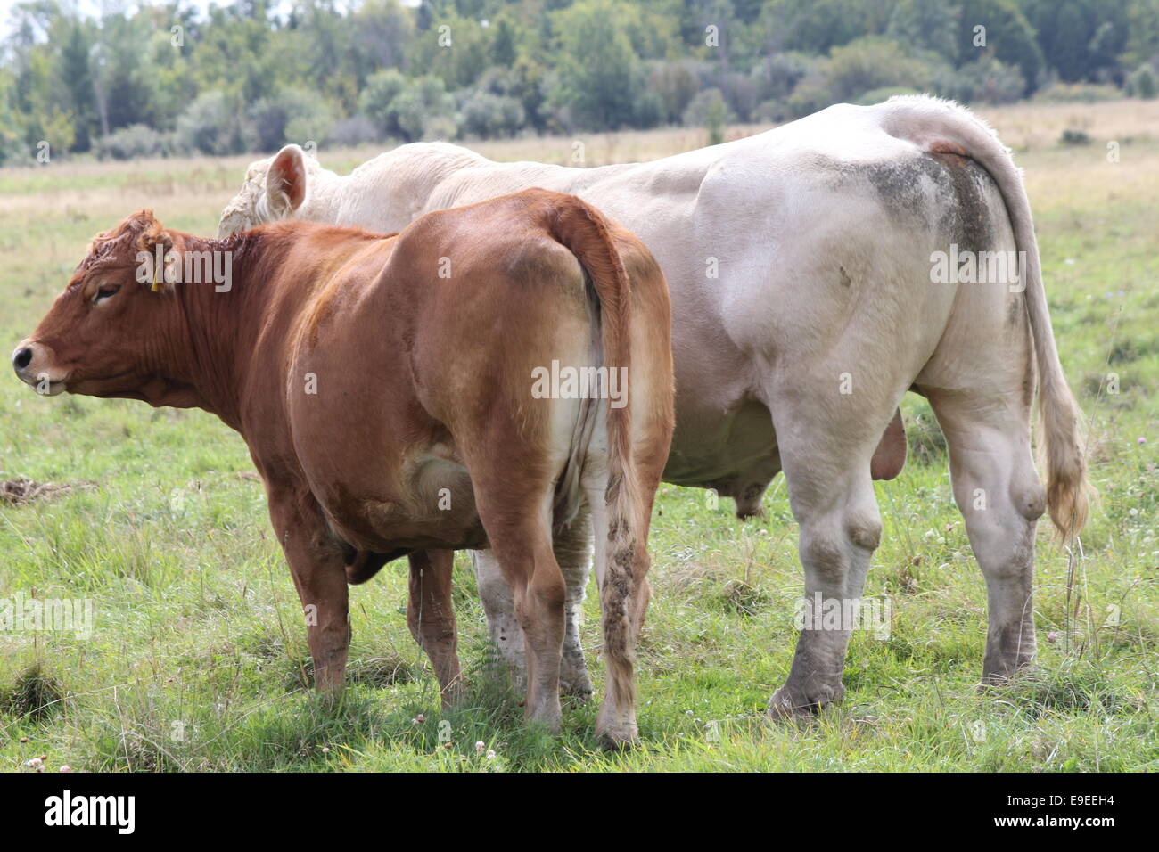 Bull and cow standing next to each other in a small field Stock Photo ...