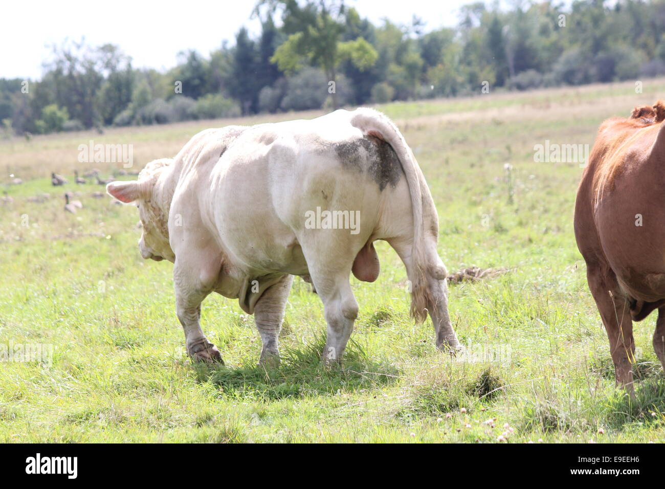 Big bull walking out to a large pasture Stock Photo - Alamy