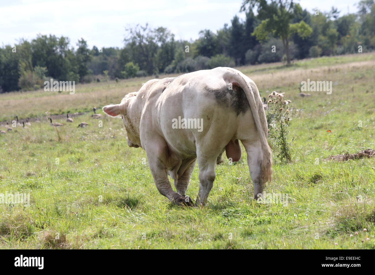 Big bull hi-res stock photography and images - Alamy