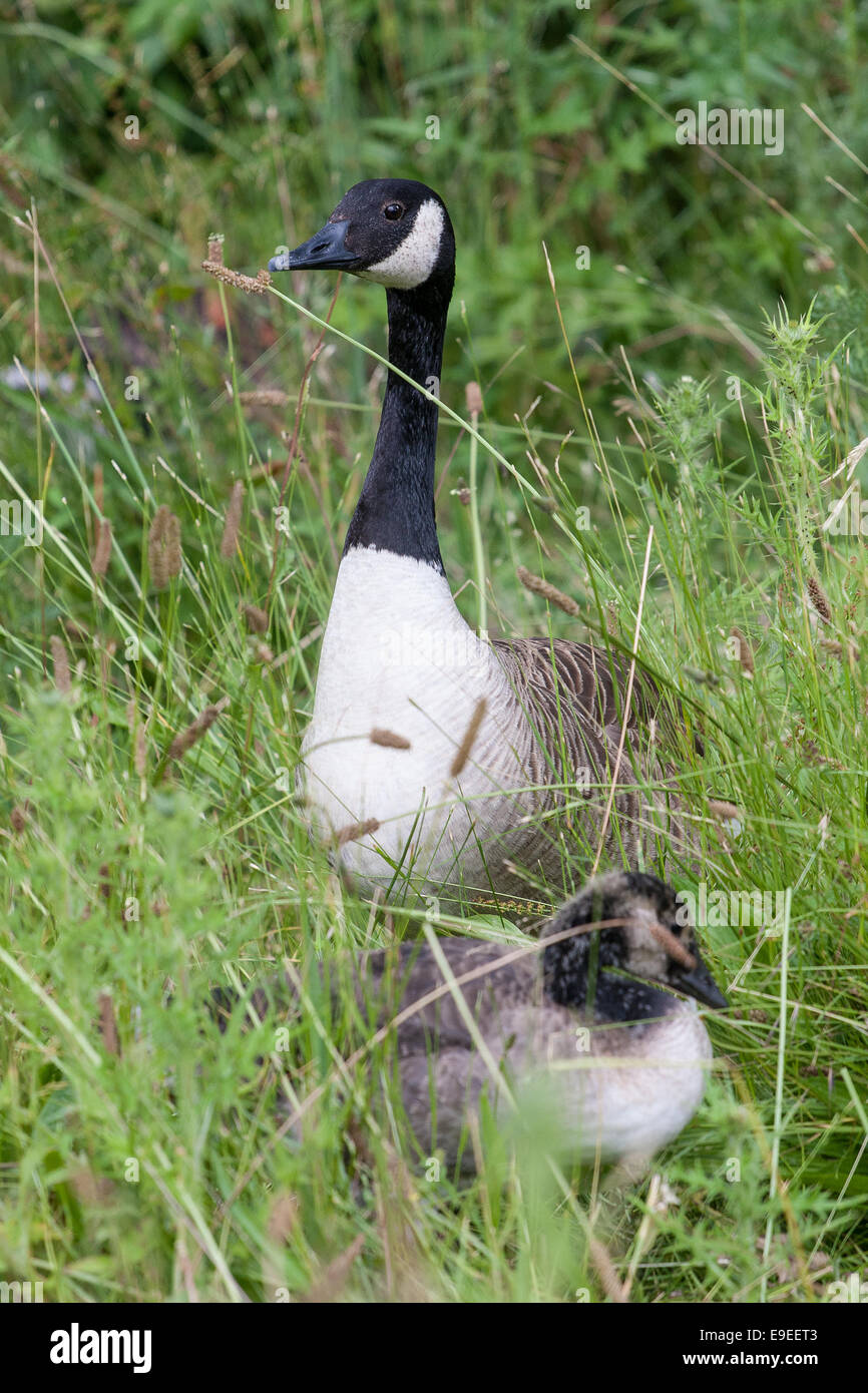 Canada goose with gosling in tall grass Stock Photo - Alamy