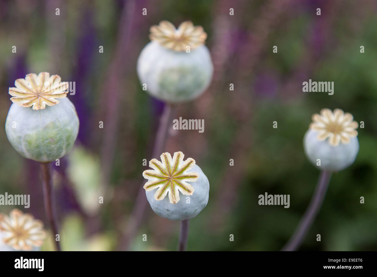 Poppy seed pods hi-res stock photography and images - Alamy