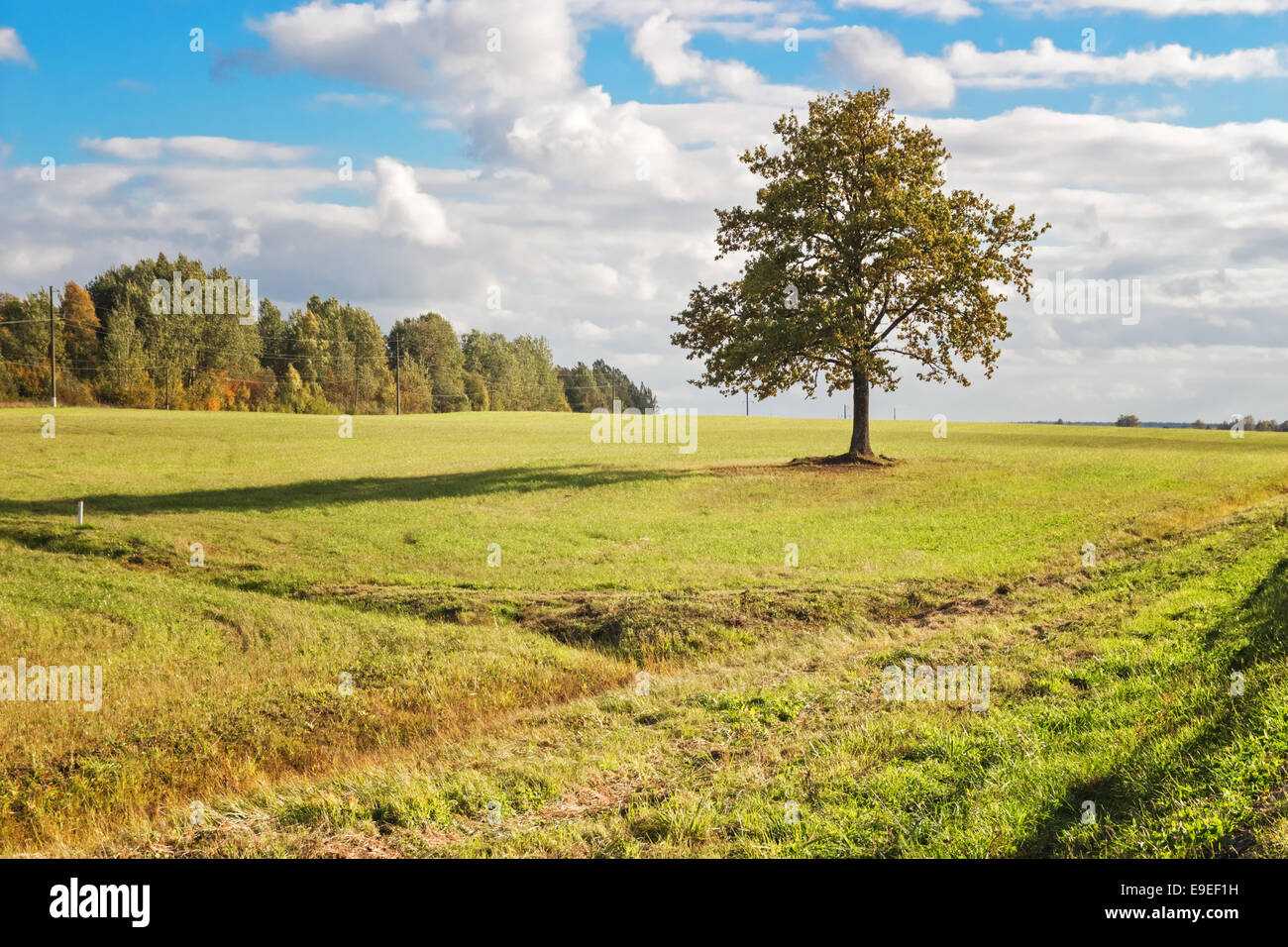 Lonely tree in the field Stock Photo - Alamy