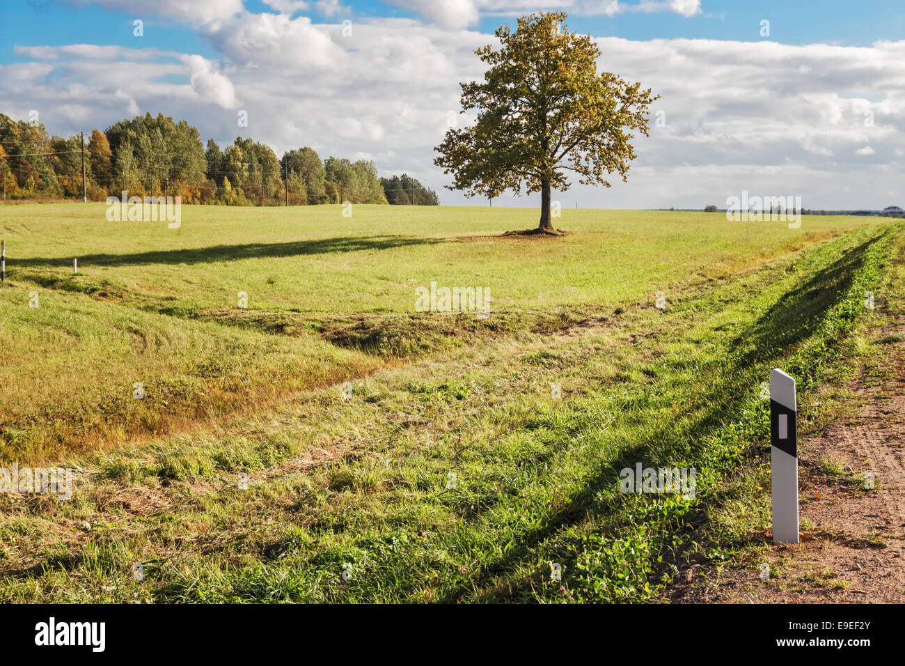 Lonely tree in the field Stock Photo - Alamy