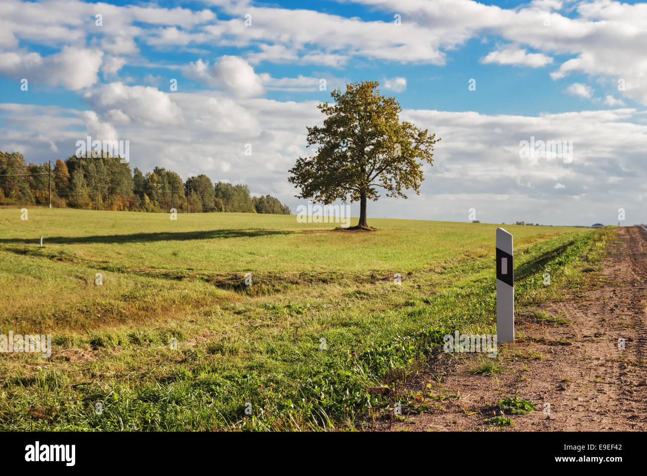 Lonely tree in the field Stock Photo - Alamy