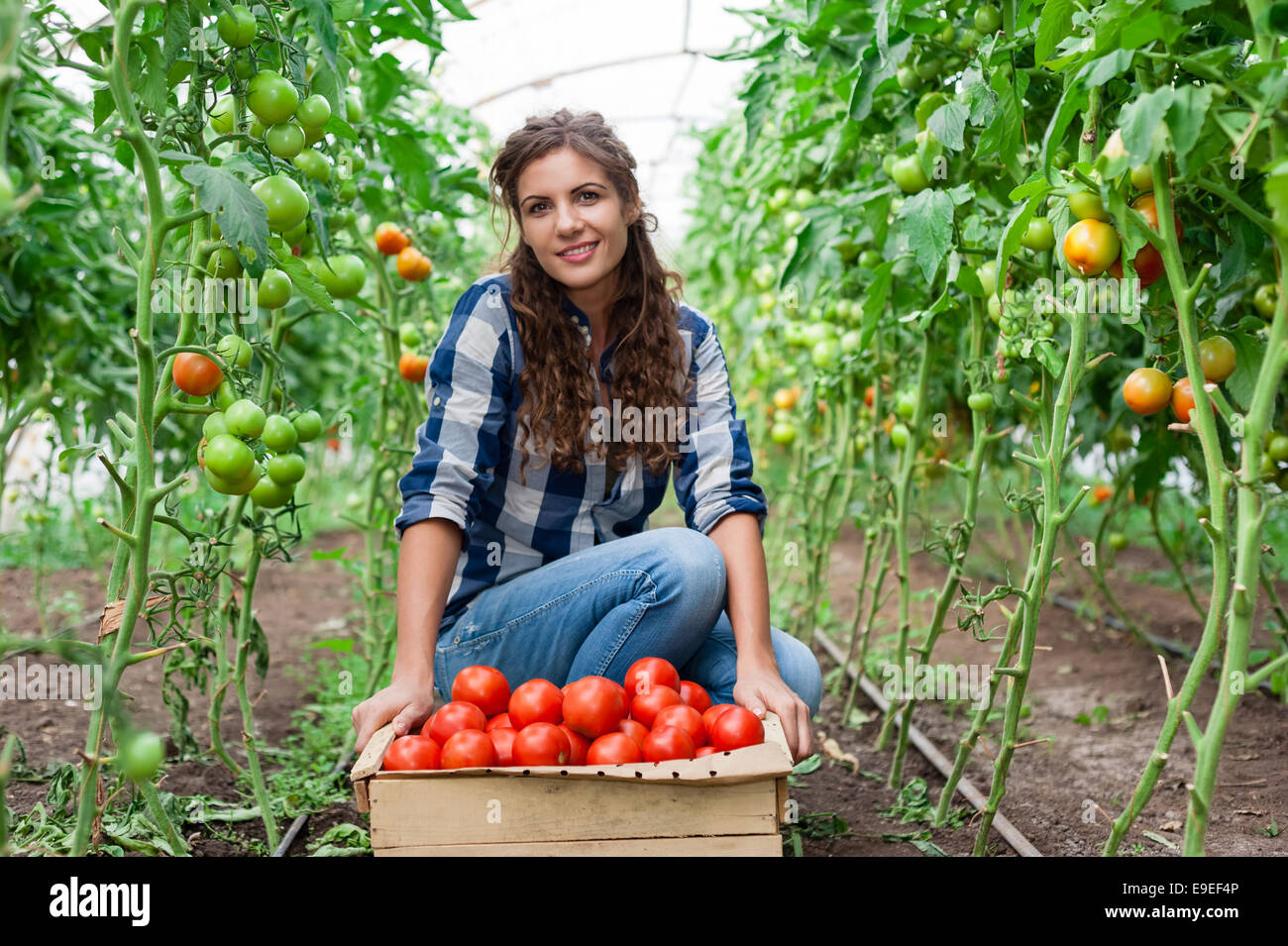 Young smiling agriculture woman worker and a crate of tomatoes in the ...