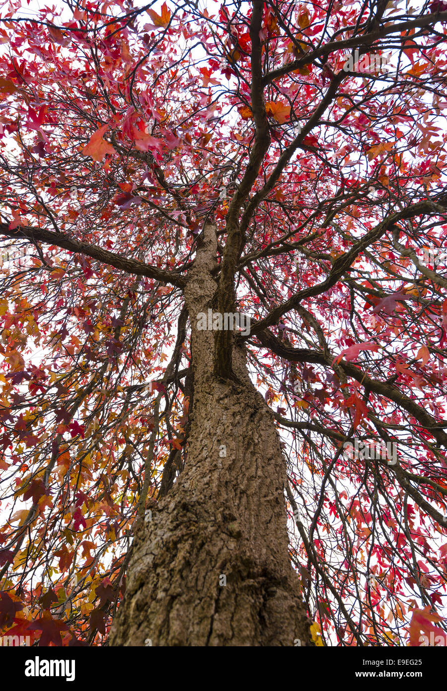 Red Maple tree in autumn Stock Photo - Alamy