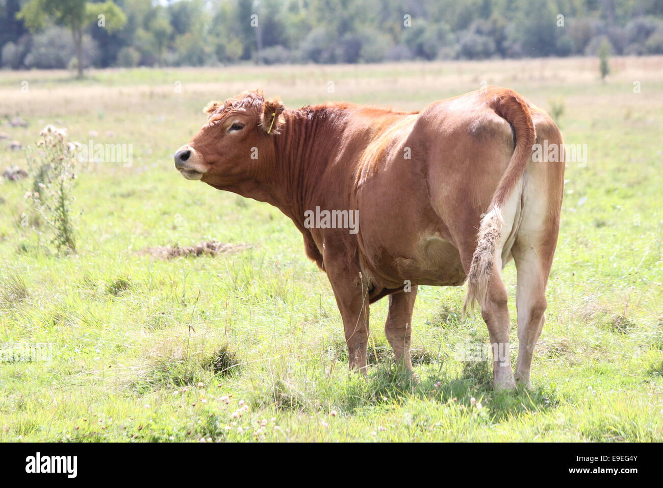 Cow standing in green grasses in a small pasture Stock Photo - Alamy