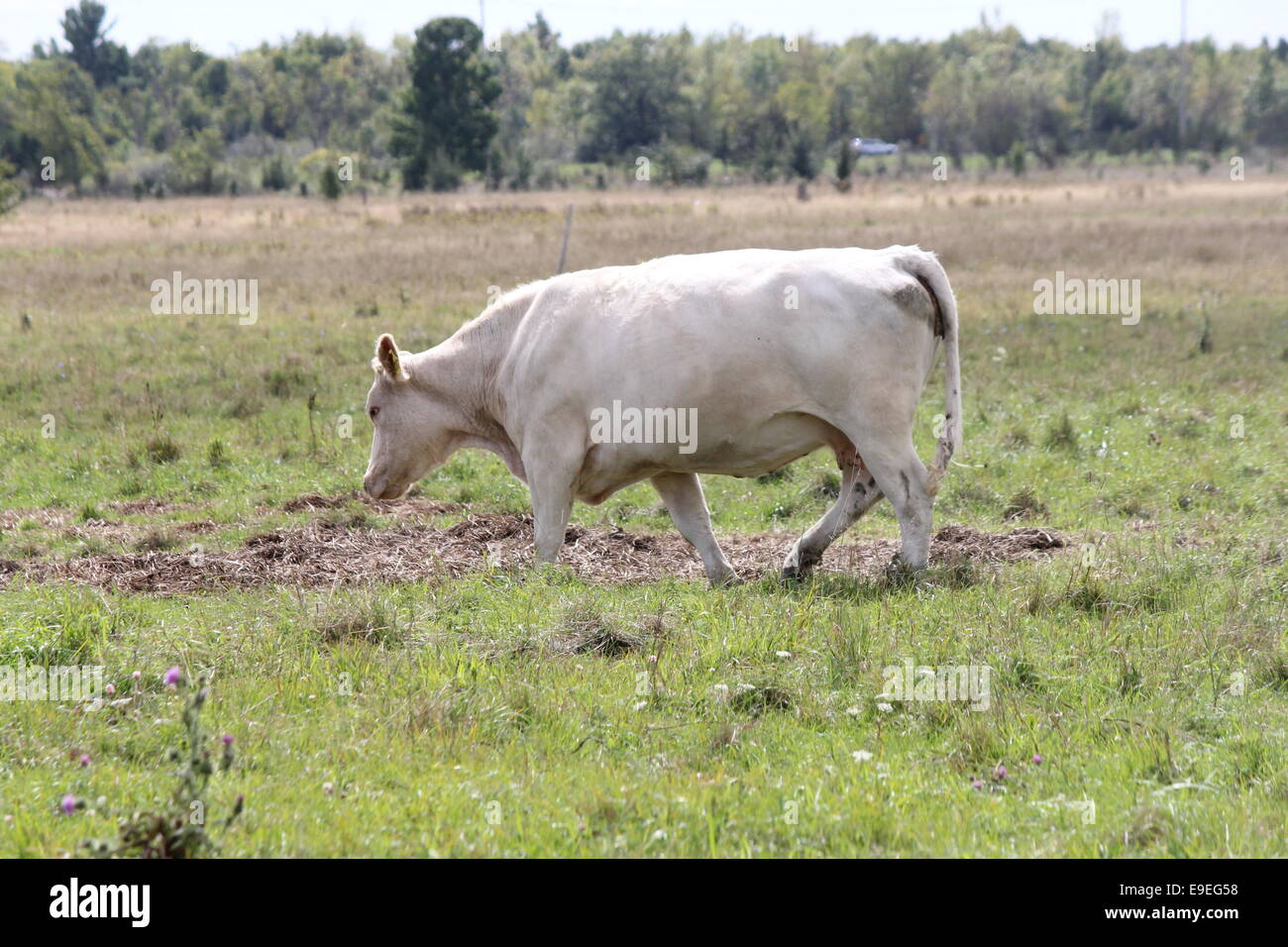Cow heading out to a large pasture Stock Photo - Alamy