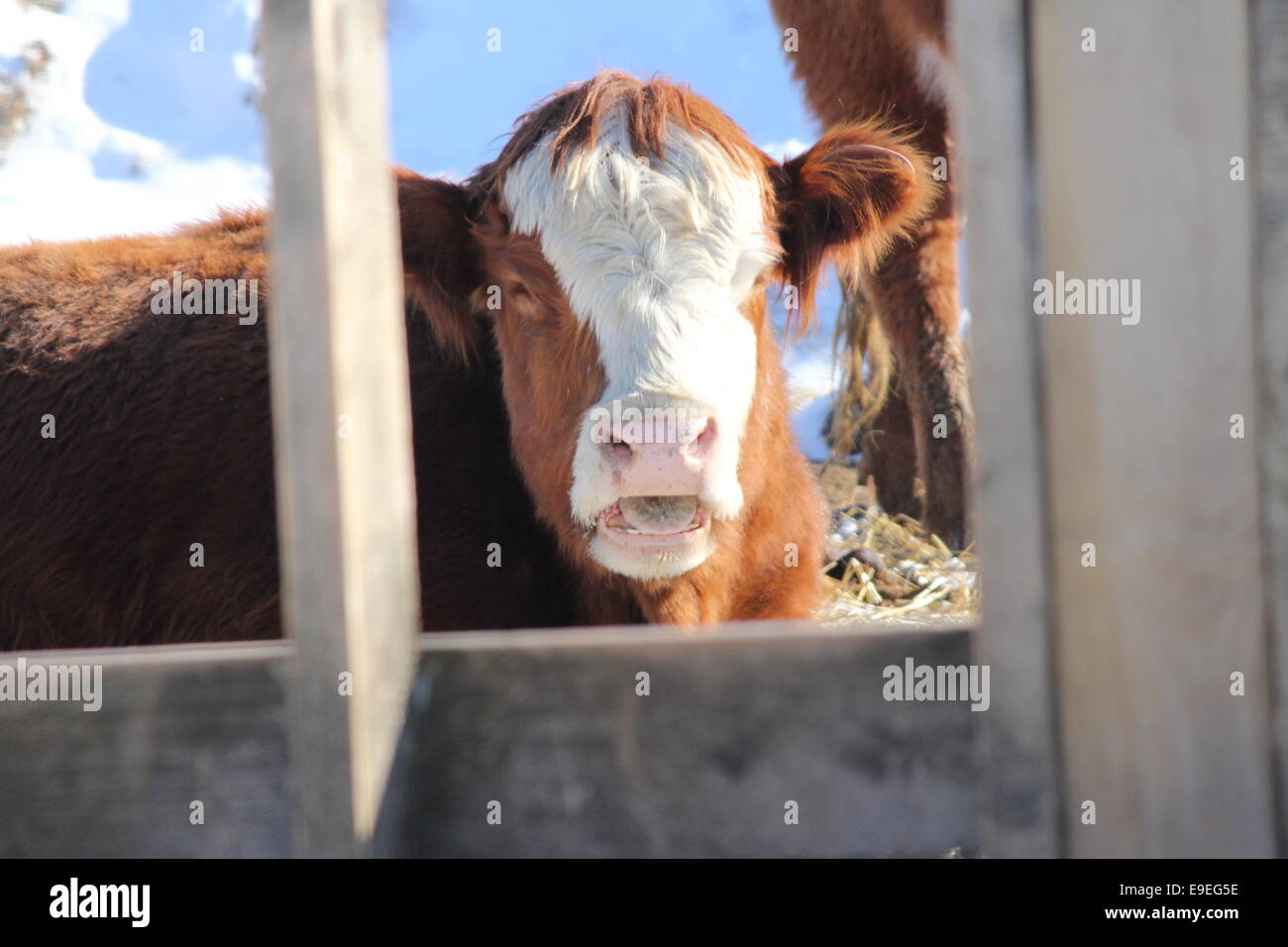 Holding pen cattle hi-res stock photography and images - Alamy
