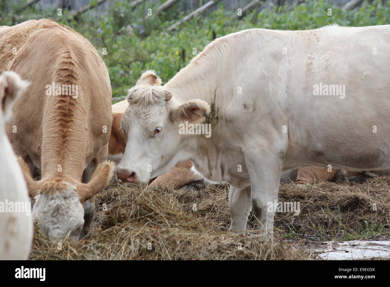 Cows eating hay in field hi-res stock photography and images - Alamy