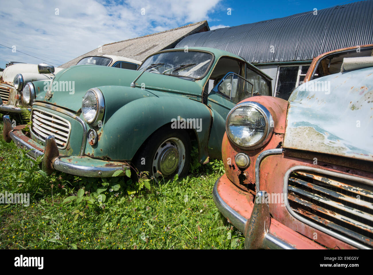 Old and rusty Morris Minor cars Stock Photo - Alamy