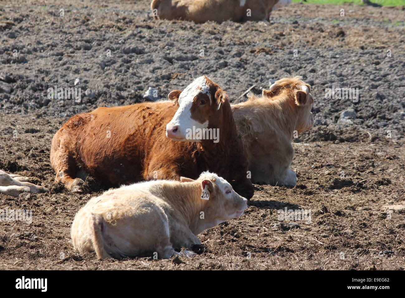 Cows cattle animals hi-res stock photography and images - Alamy