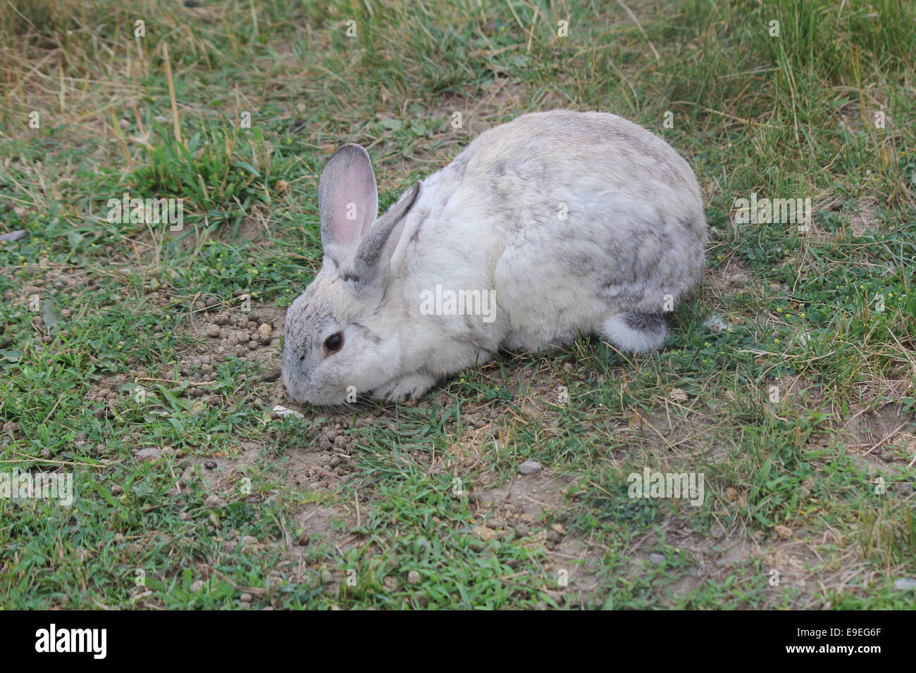 Bunny in a zoo hi-res stock photography and images - Alamy